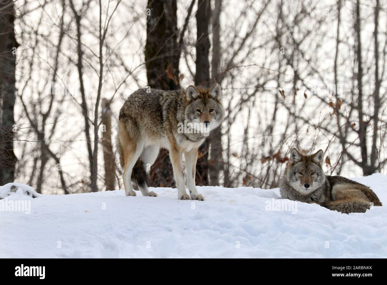 Coyote coat and legs hi-res stock photography and images - Alamy