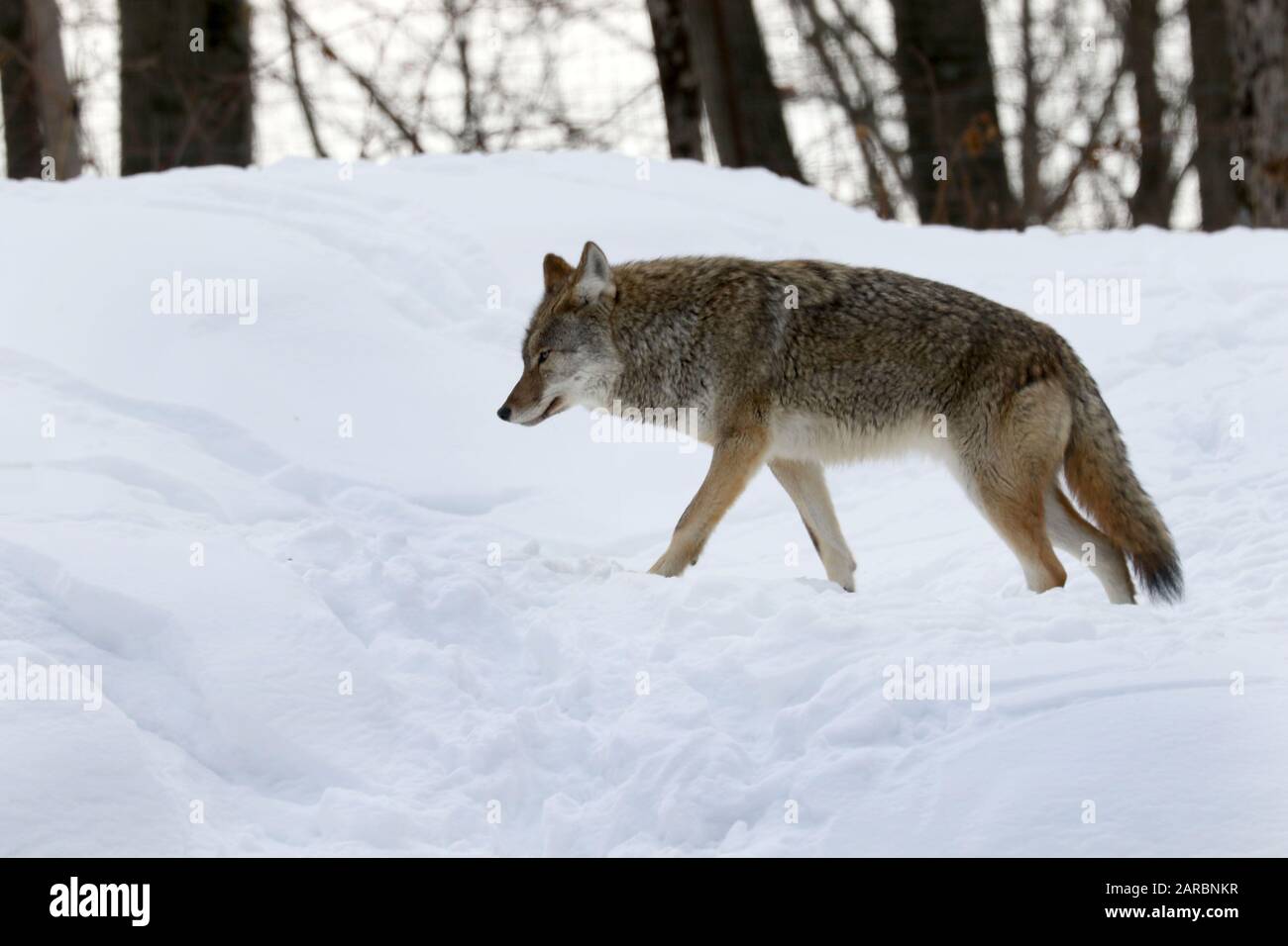 Coyote overpopulation in some areas hi-res stock photography and images ...
