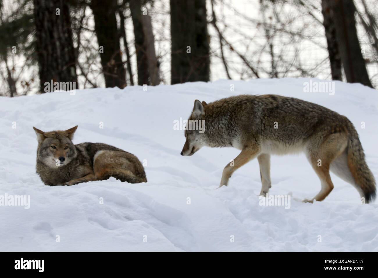 Coyote overpopulation in some areas hi-res stock photography and images ...