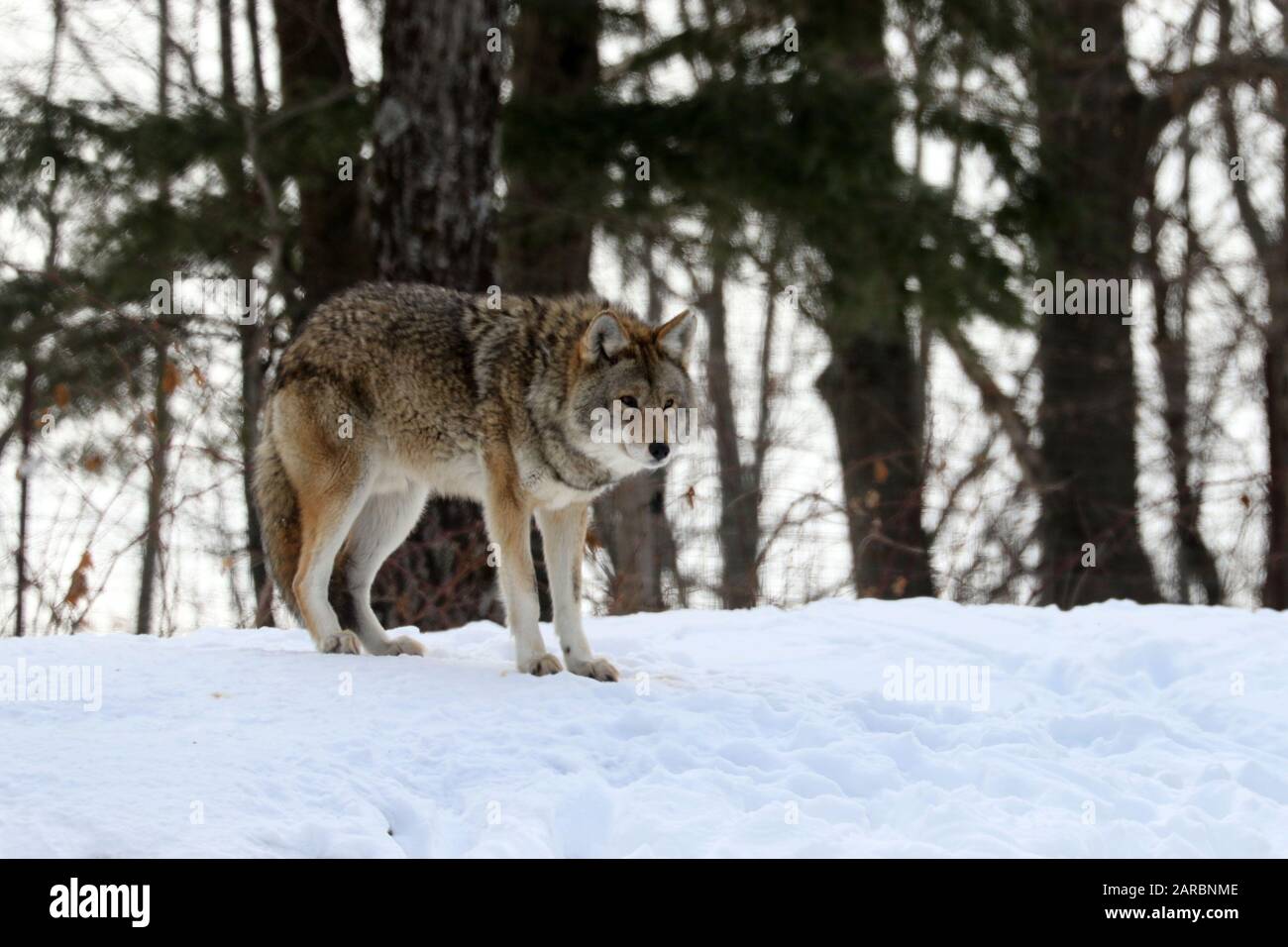 Coyote overpopulation in some areas hi-res stock photography and images ...