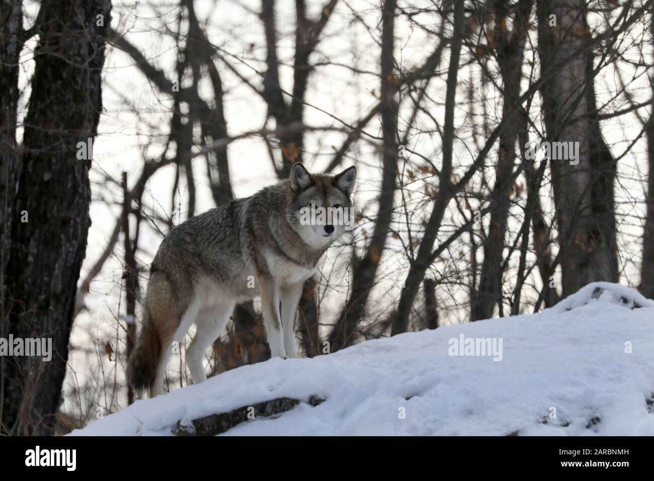 Coyote coat and legs hi-res stock photography and images - Alamy