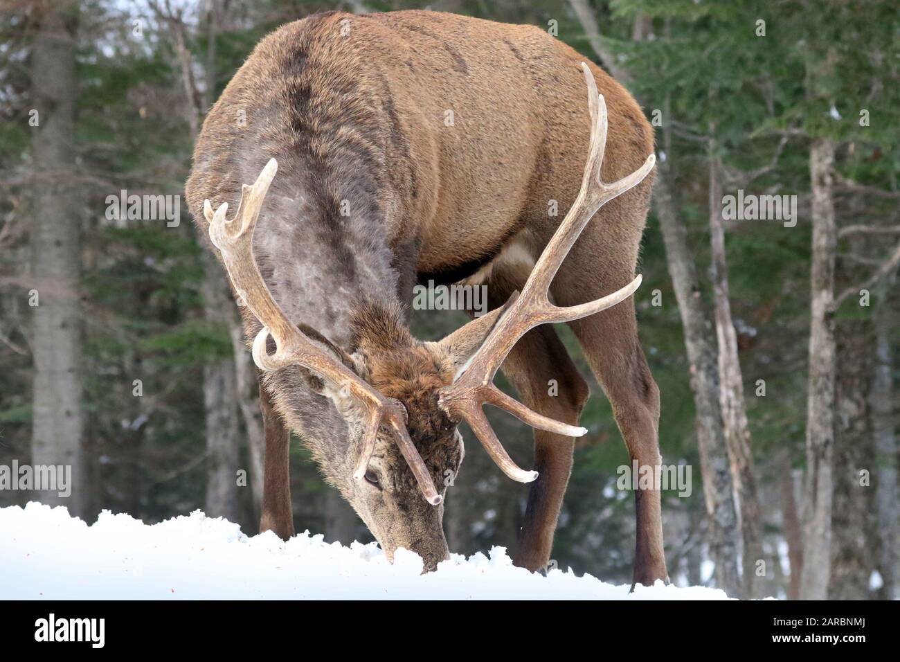 Elk in snow Stock Photo - Alamy