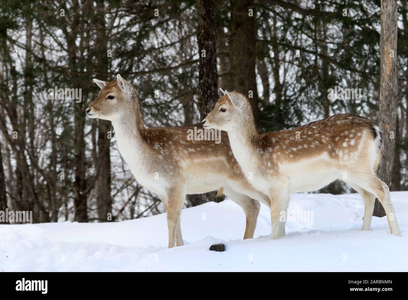 Fallow in undergrowth hi-res stock photography and images - Alamy