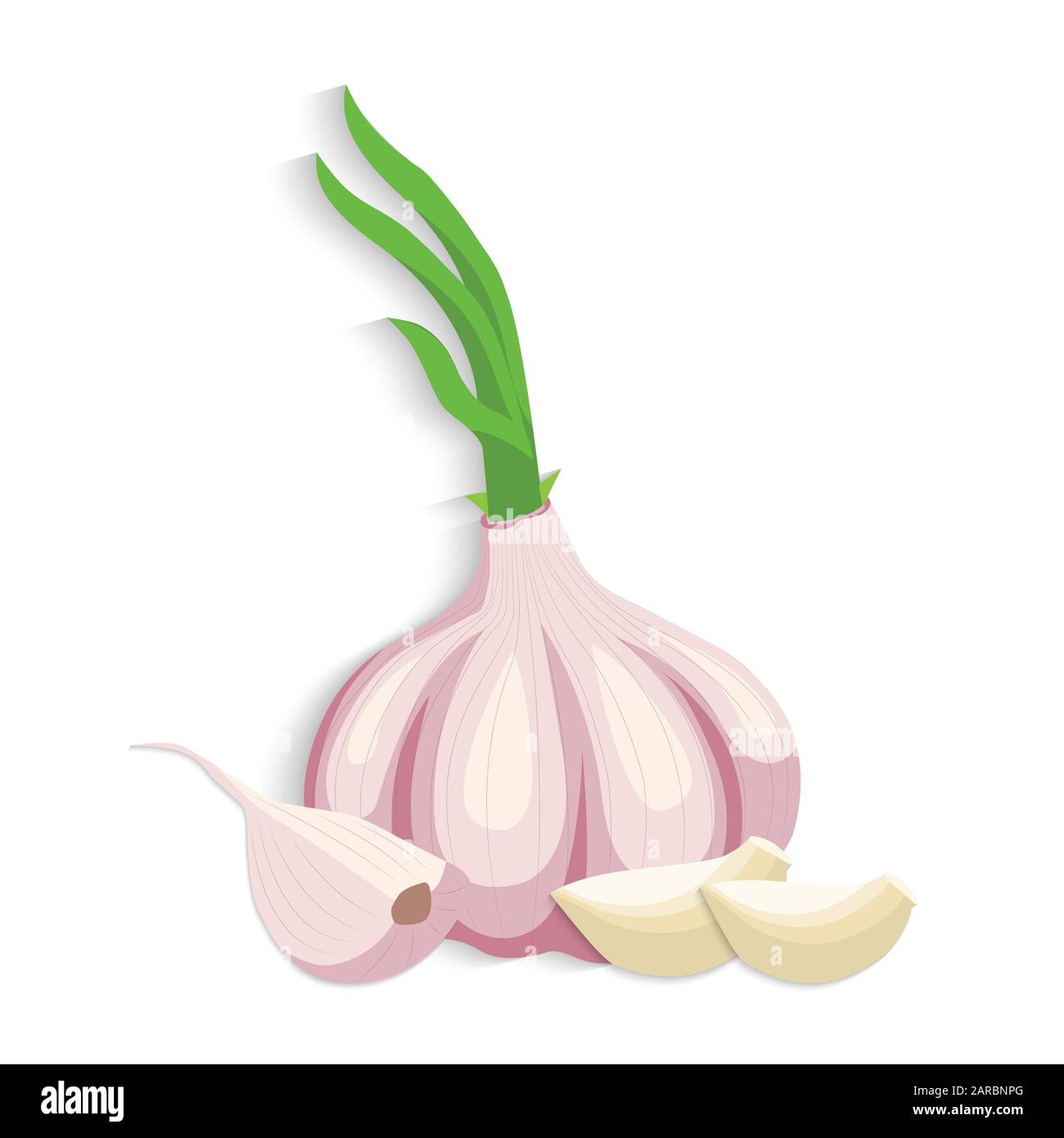 Garlic Vector