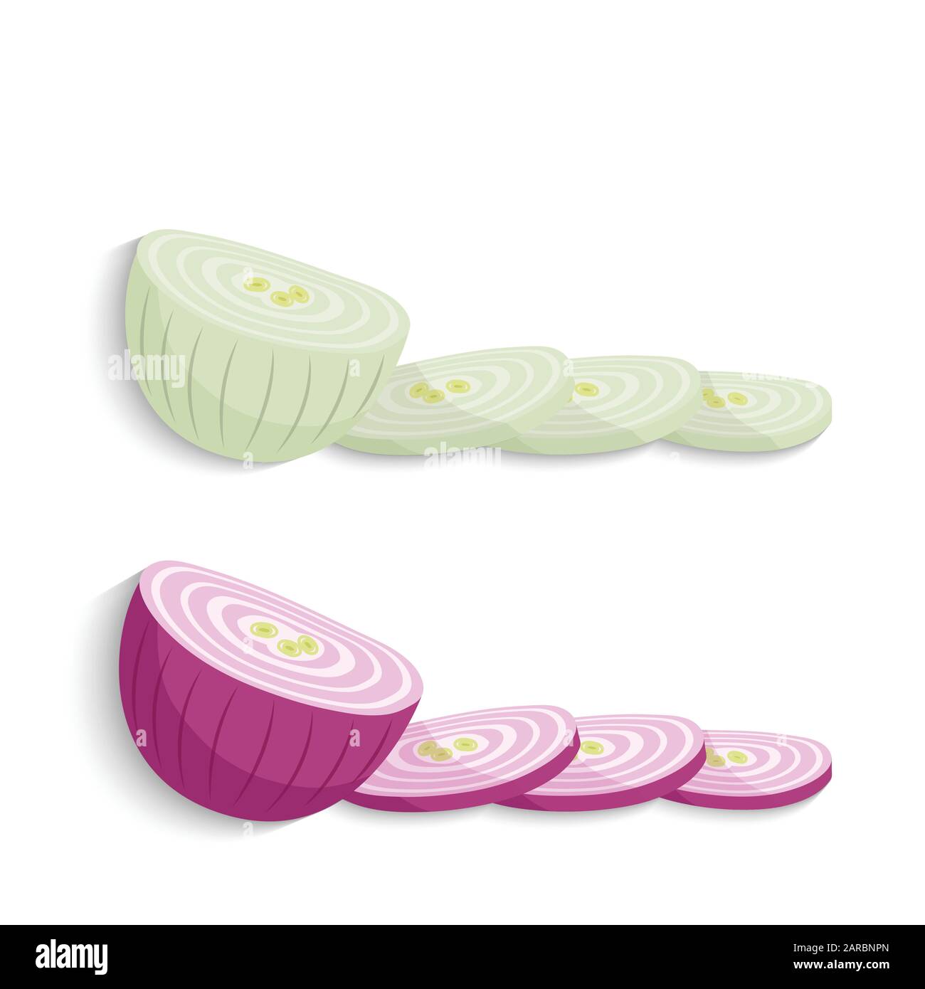 Onions. Shallots onions half and sliced, vector illustration Stock ...