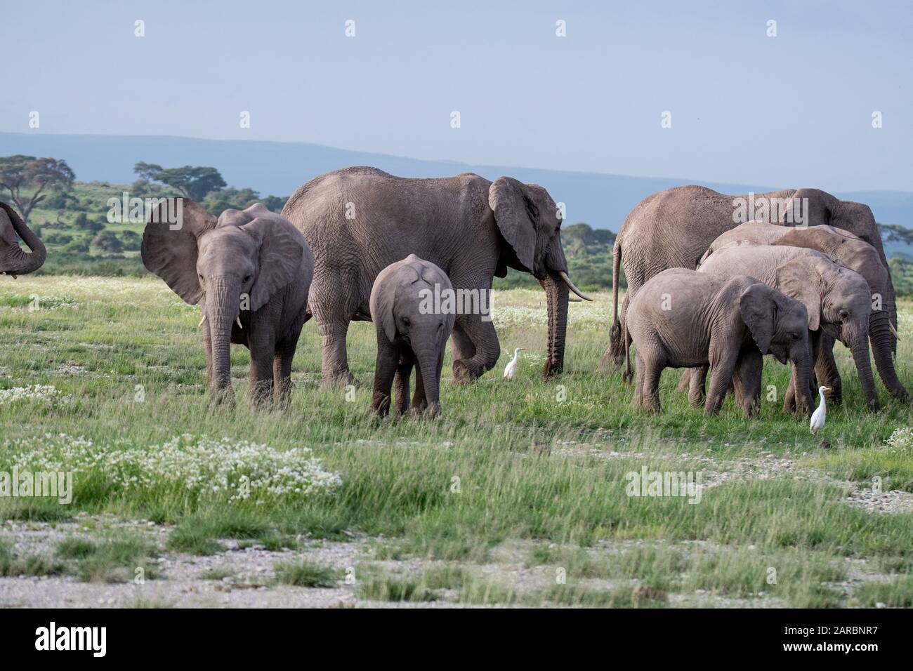 Amboseli National Park, Kenya, Elephants Stock Photo - Alamy