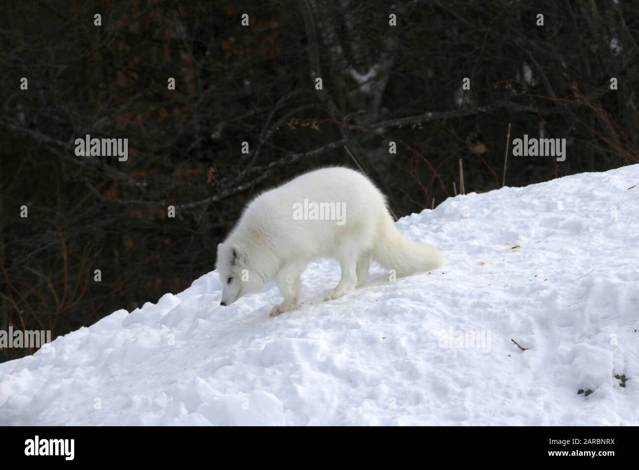 White Arctic fox in snow Stock Photo - Alamy