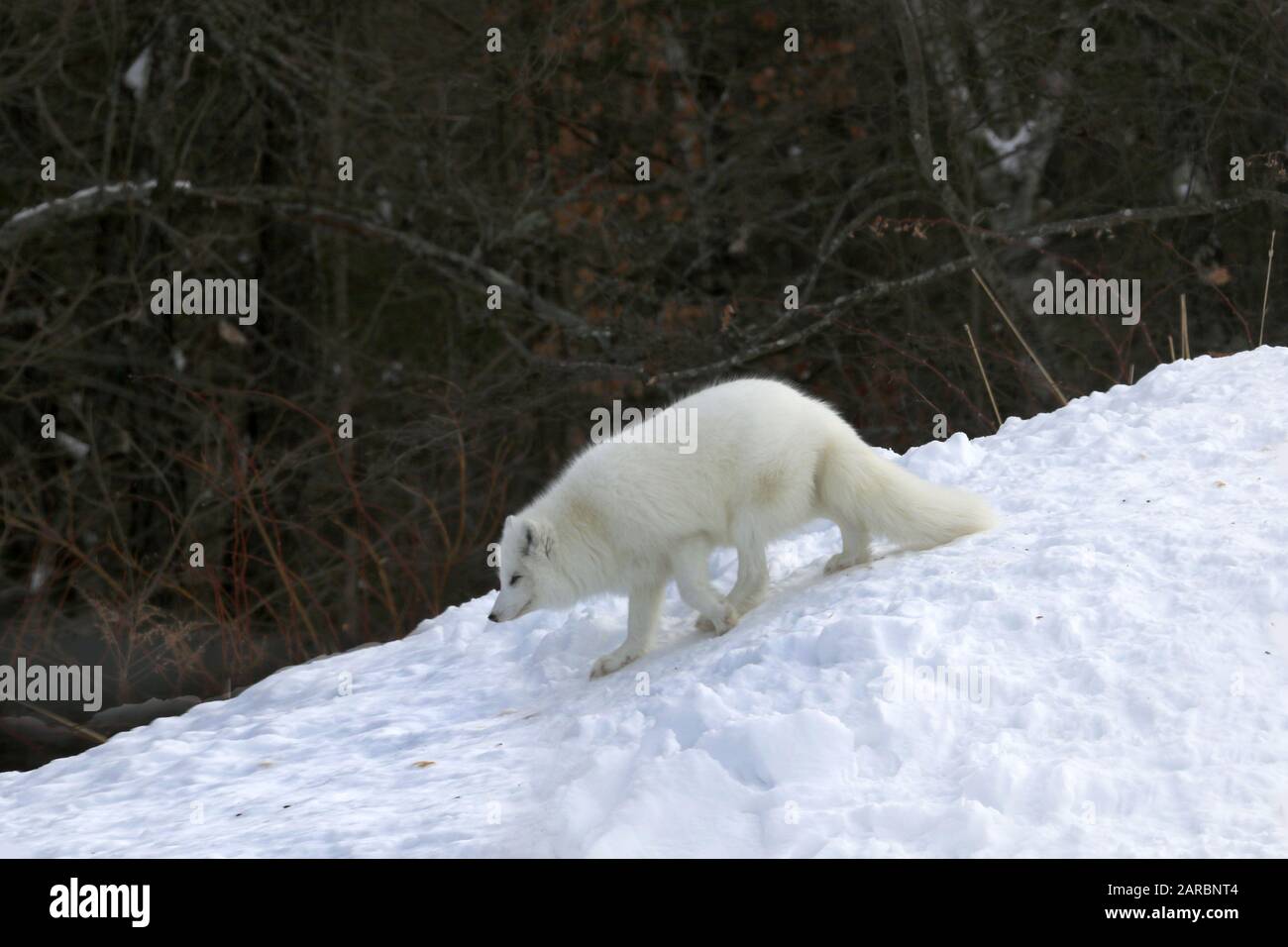 Arctic fox fighting in hi-res stock photography and images - Alamy