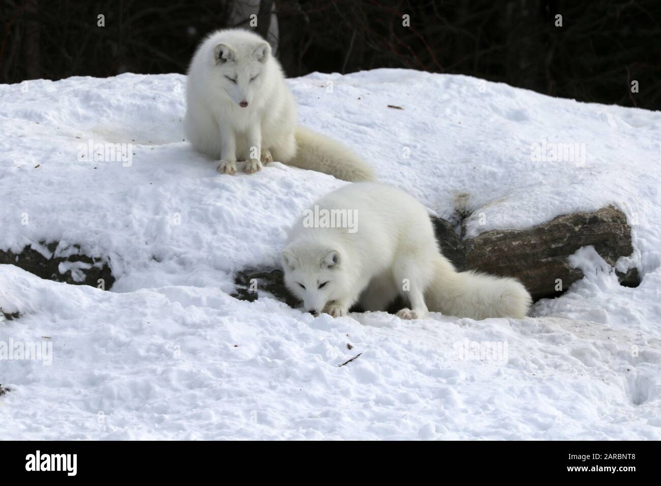 White Arctic fox in snow Stock Photo - Alamy
