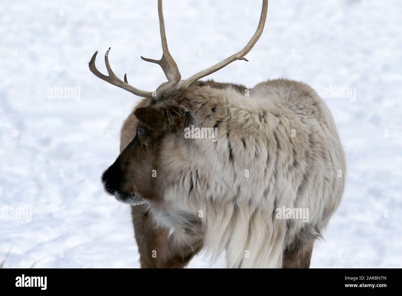 Caribou Meat High Resolution Stock Photography and Images - Alamy