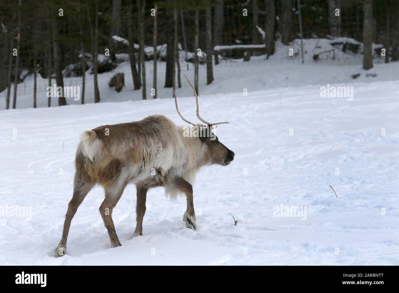 Caribou Meat High Resolution Stock Photography and Images - Alamy