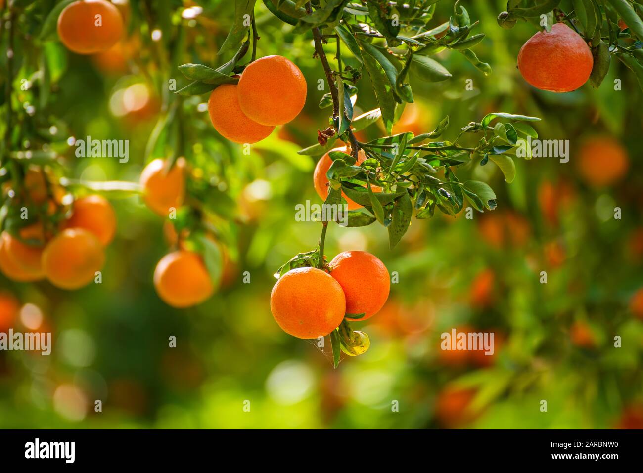 Tangerine sunny garden with green leaves and ripe fruits. Mandarin ...