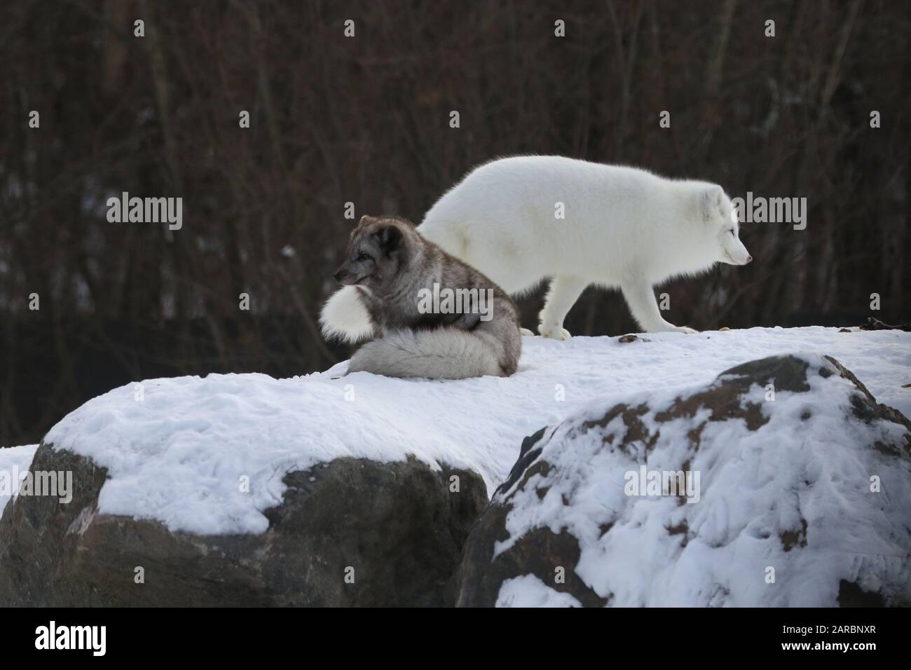 White Arctic foxes playing in snow Stock Photo - Alamy
