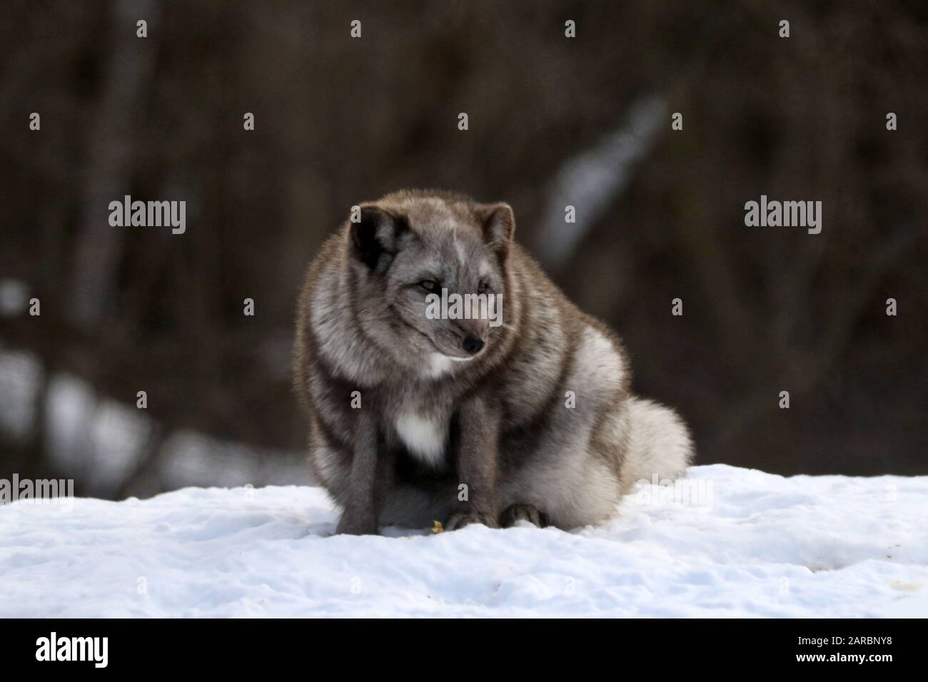 White Arctic foxes playing in snow Stock Photo - Alamy