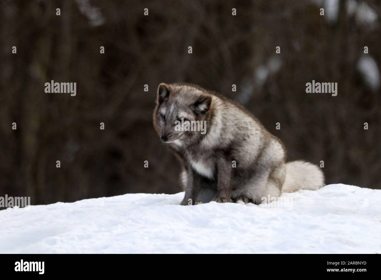 White Arctic foxes playing in snow Stock Photo - Alamy