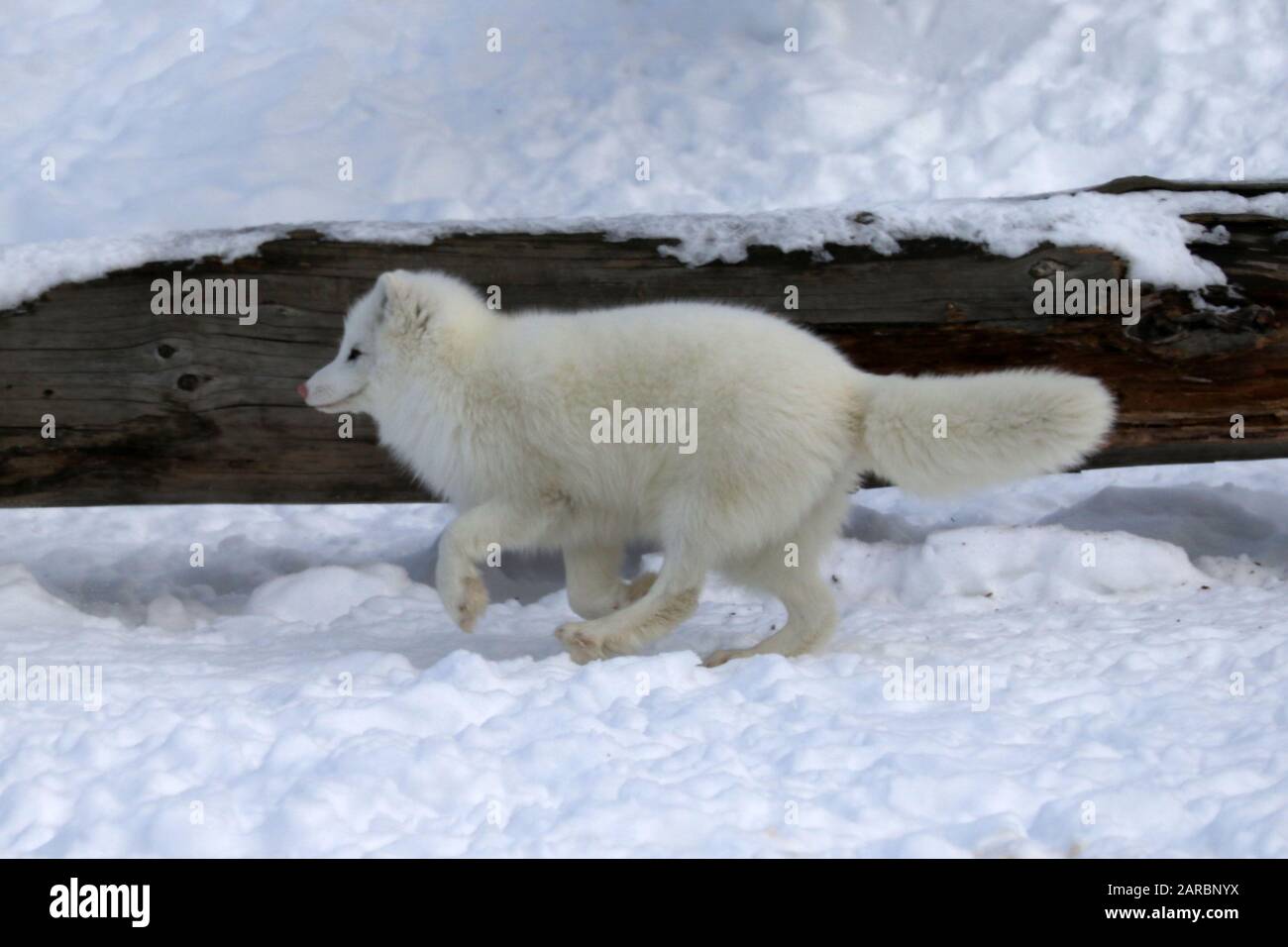 White Arctic foxes playing in snow Stock Photo - Alamy