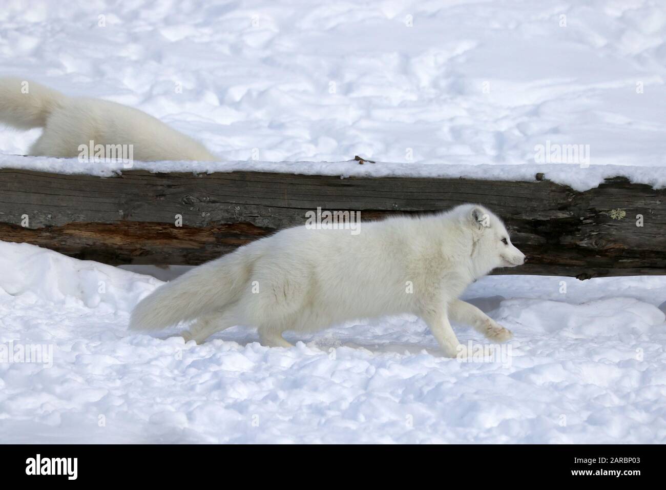 White Arctic foxes playing in snow Stock Photo - Alamy