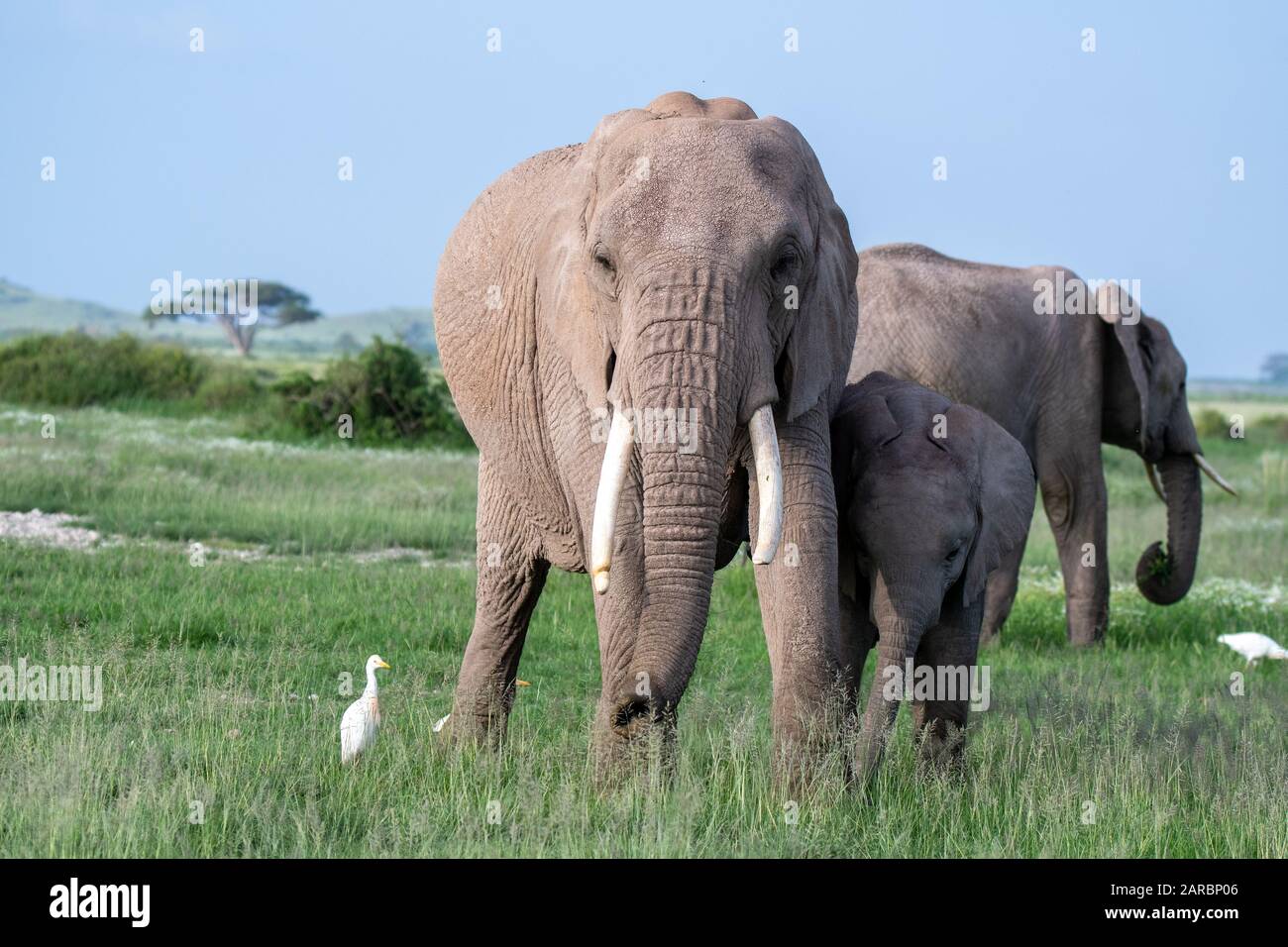 Amboseli National Park, Kenya, Elephants Stock Photo - Alamy