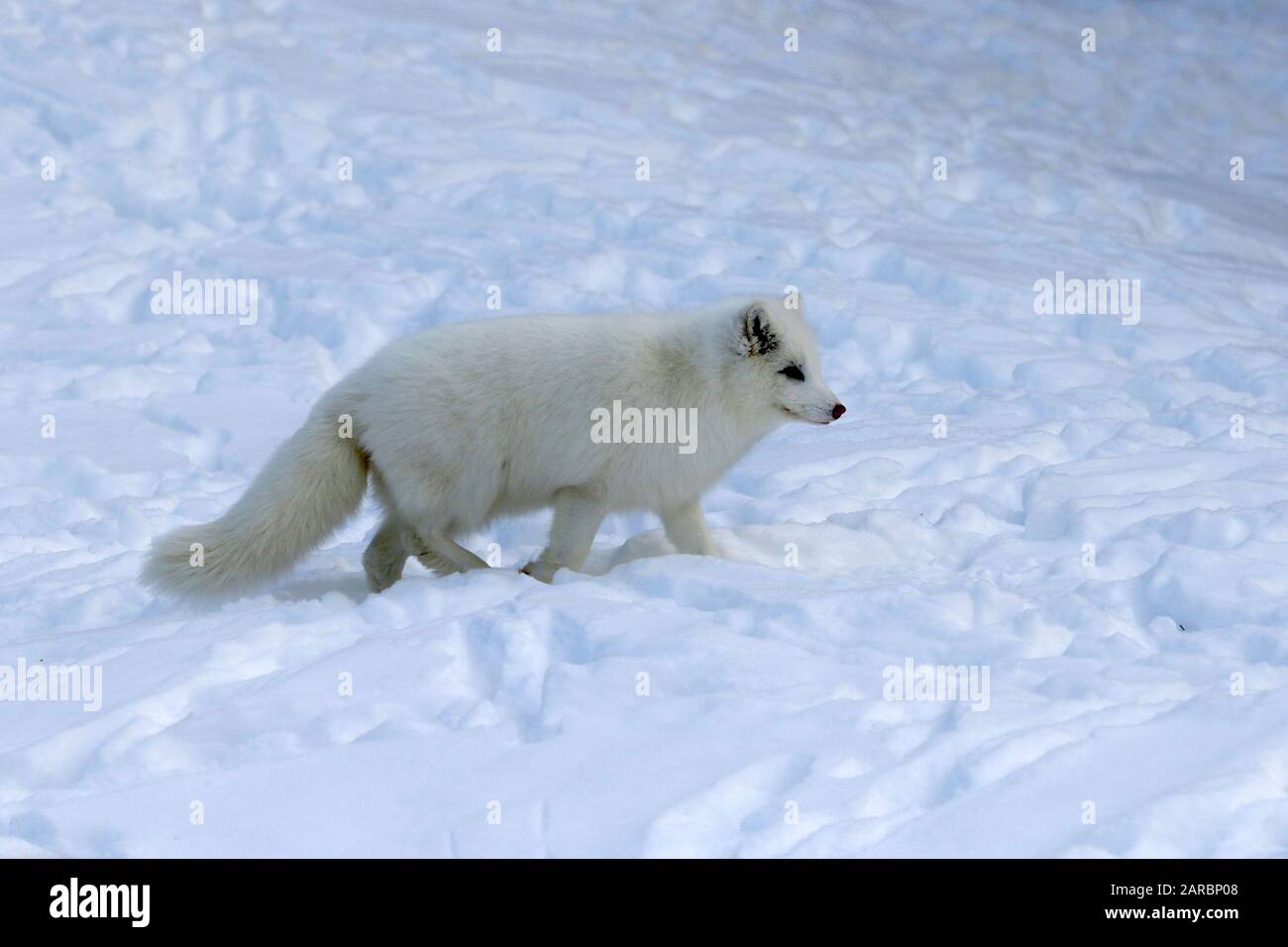 Wild arctic fox thick hi-res stock photography and images - Alamy
