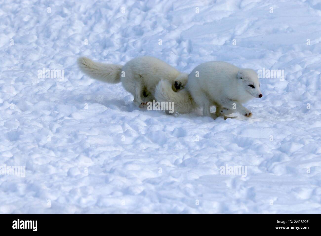 White Arctic foxes playing in snow Stock Photo - Alamy