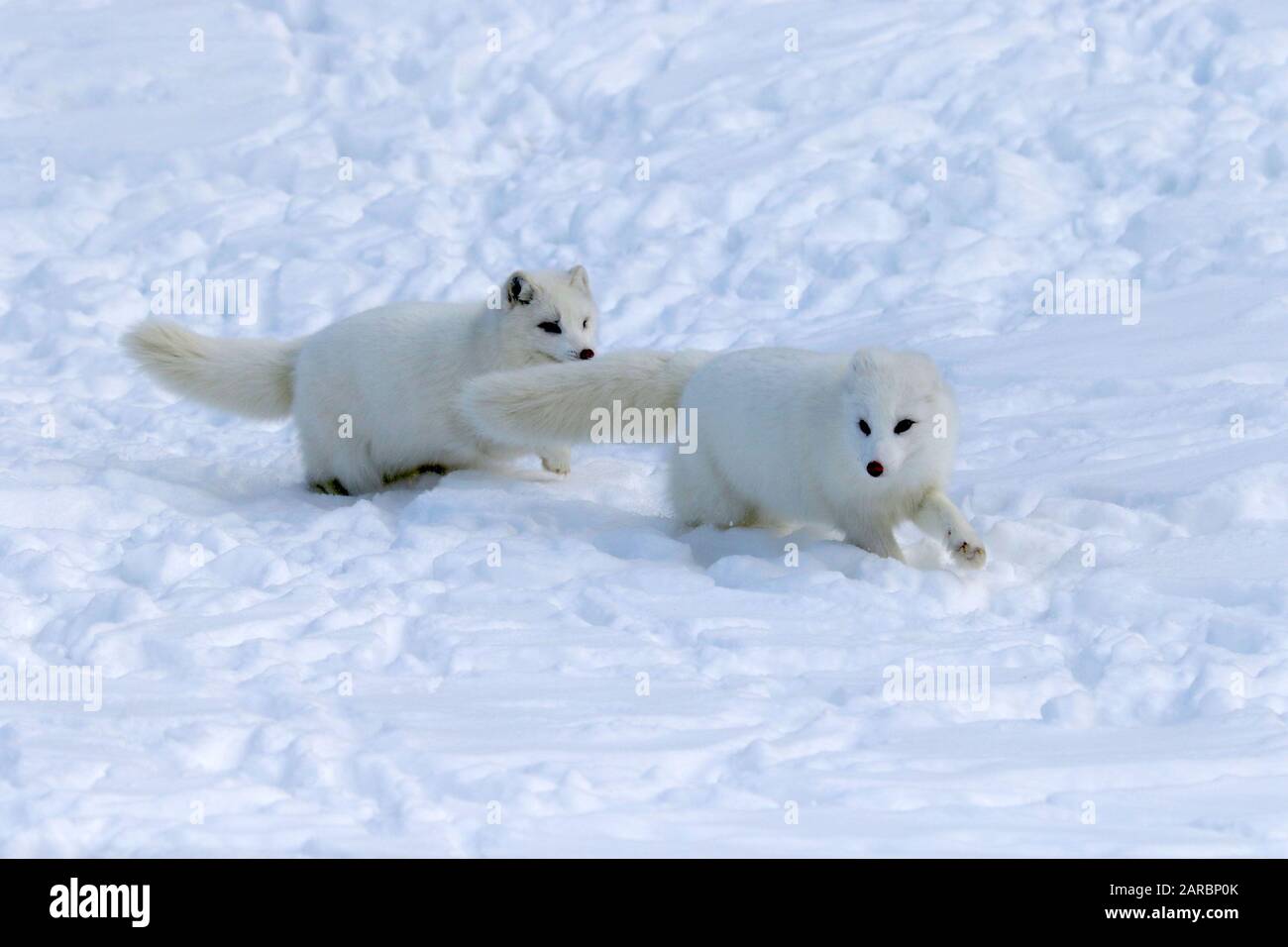 White Arctic foxes playing in snow Stock Photo - Alamy
