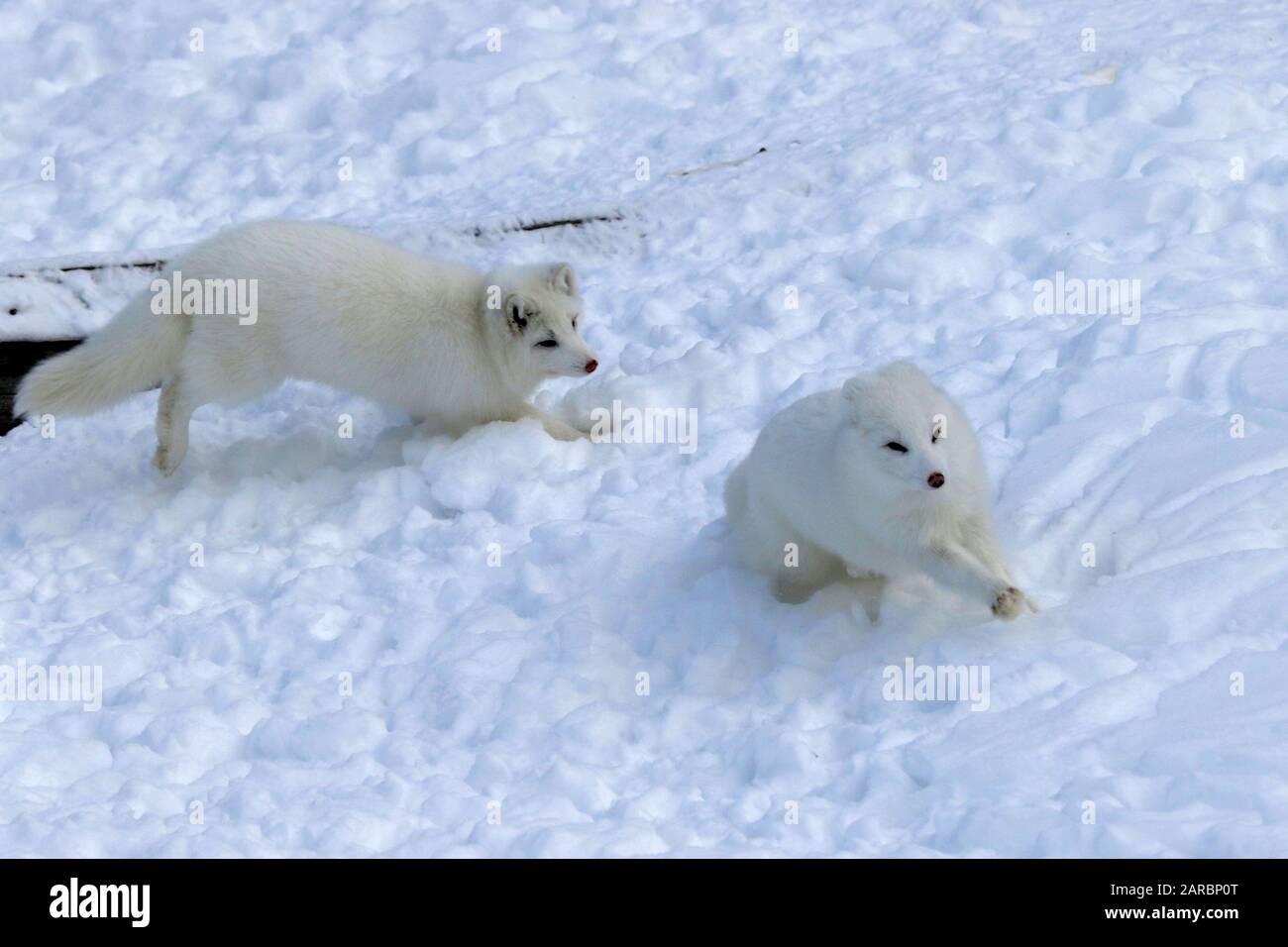 White Arctic foxes playing in snow Stock Photo - Alamy