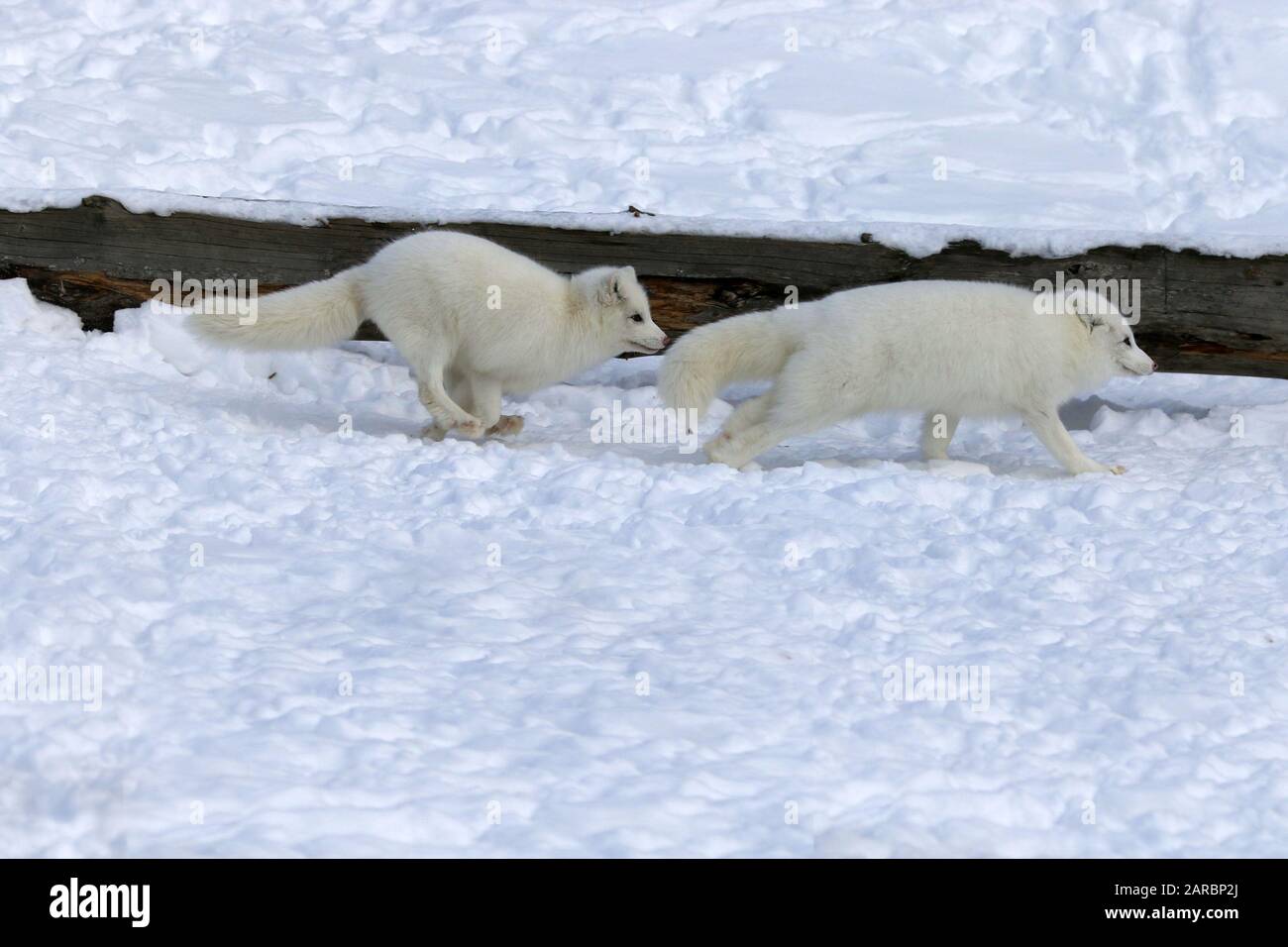 White Arctic foxes playing in snow Stock Photo - Alamy