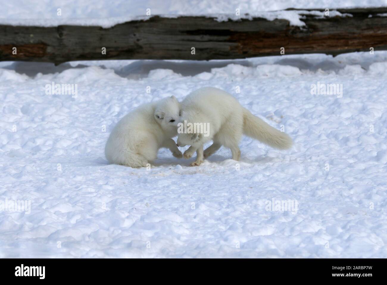 Arctic Foxes playing in snow Stock Photo - Alamy