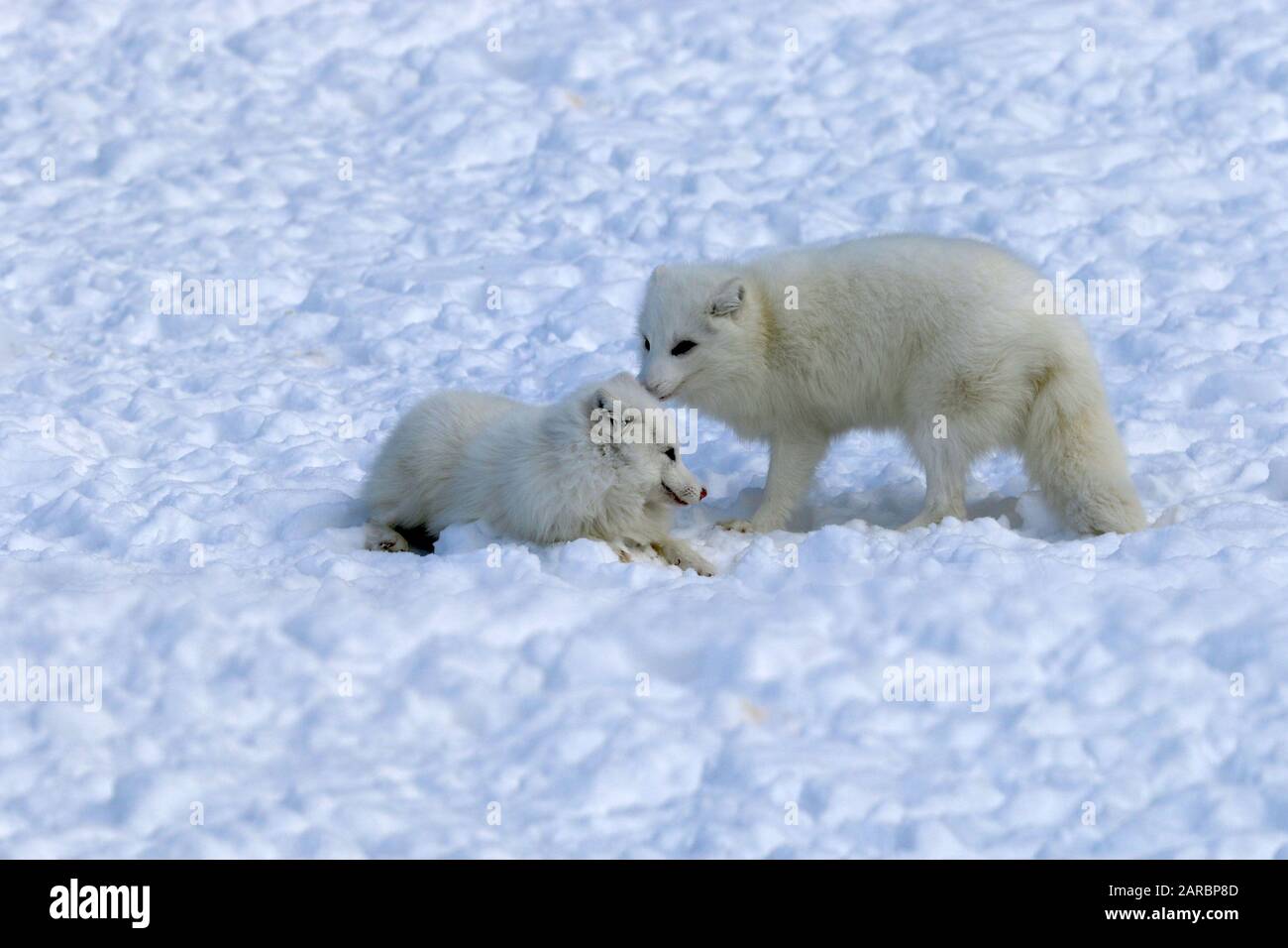 Arctic Foxes playing in snow Stock Photo - Alamy