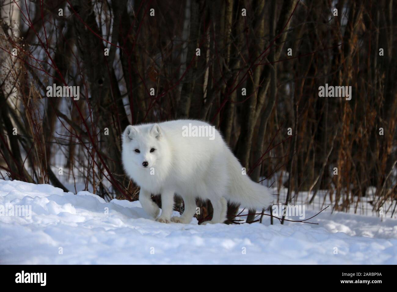 White Arctic foxes Stock Photo - Alamy
