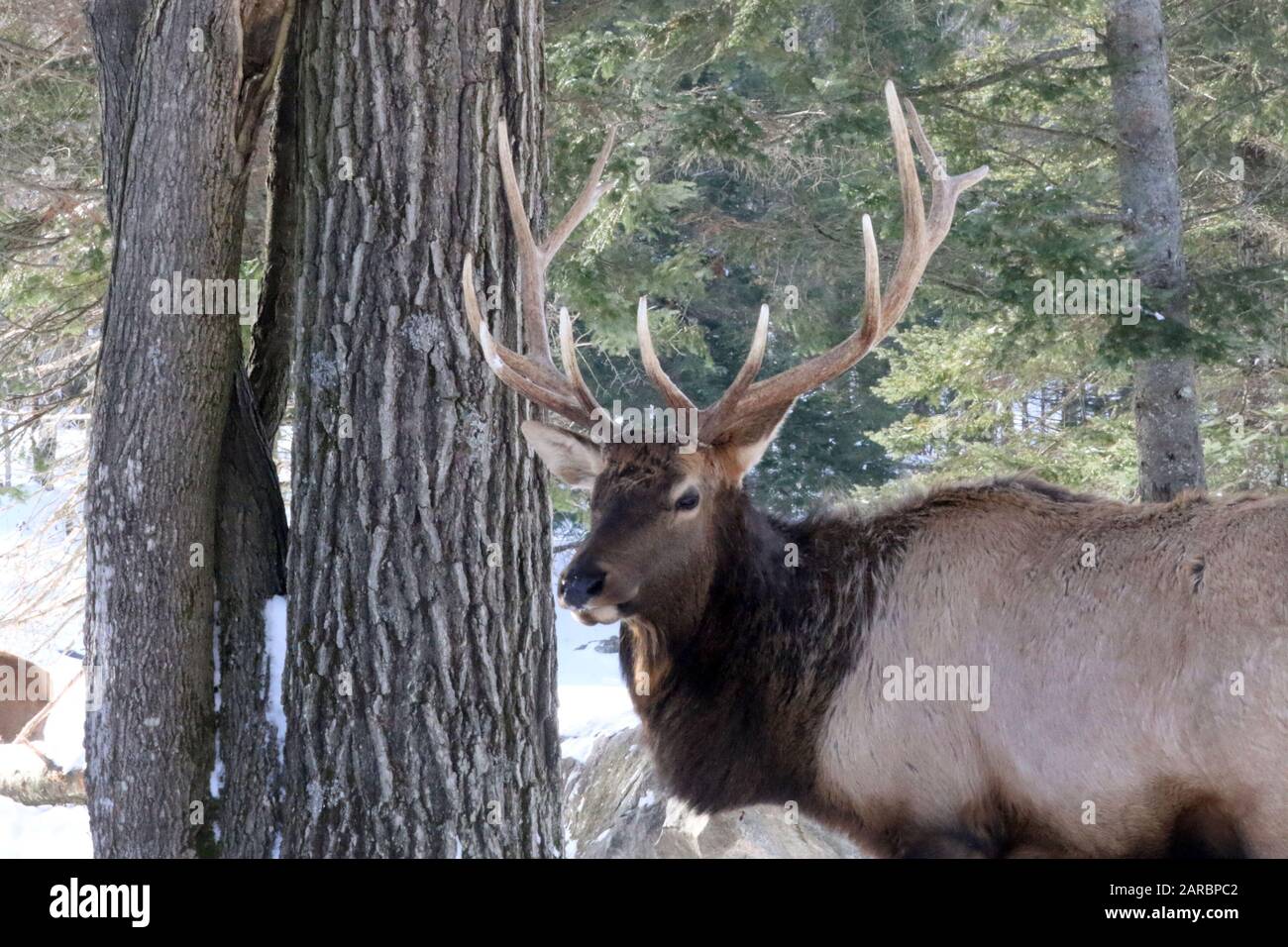 Black manes and tails hi-res stock photography and images - Alamy