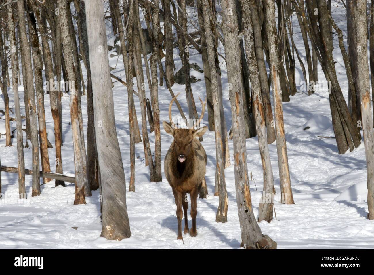 Elk in winter forest males and females Stock Photo - Alamy
