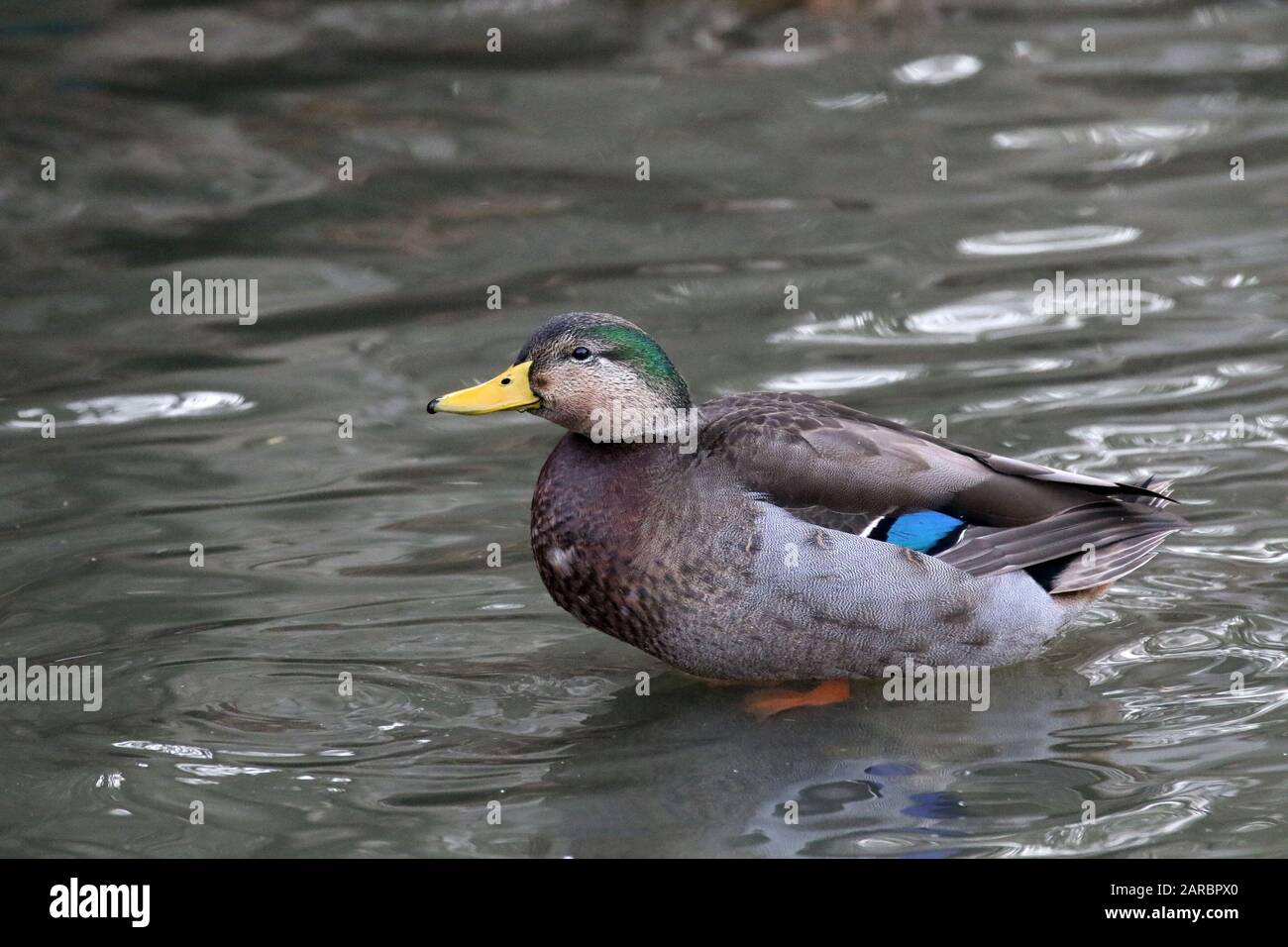 Mallard Wigeon Cross Stock Photo - Alamy