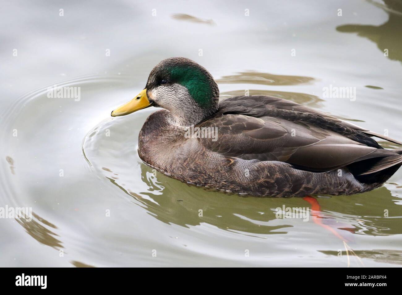 Mallard wigeon cross hi-res stock photography and images - Alamy