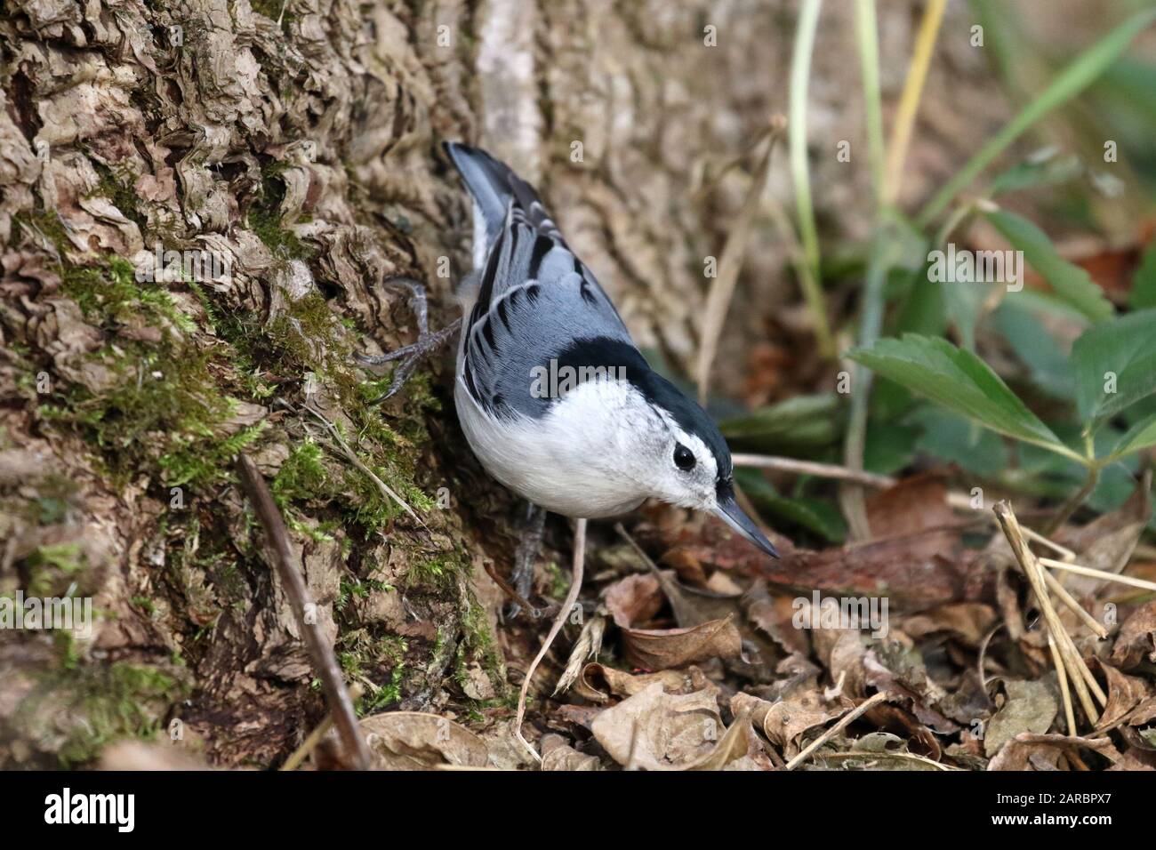 Eats seeds and insects hi-res stock photography and images - Alamy