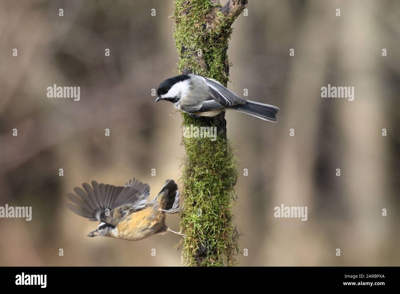 Chickadees and Nuthatches on branch Stock Photo - Alamy