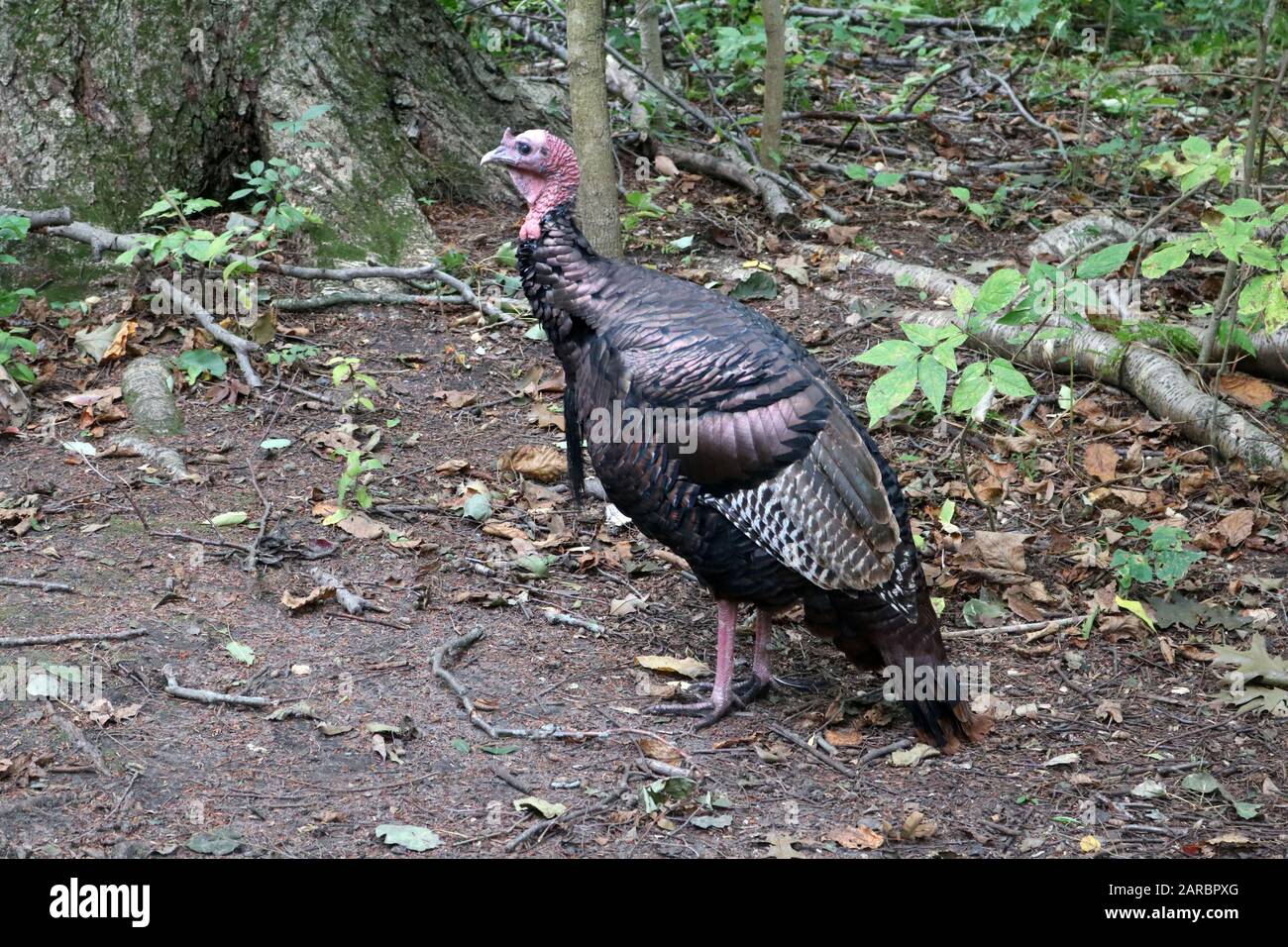 Wild Turkey hens in forest Stock Photo - Alamy