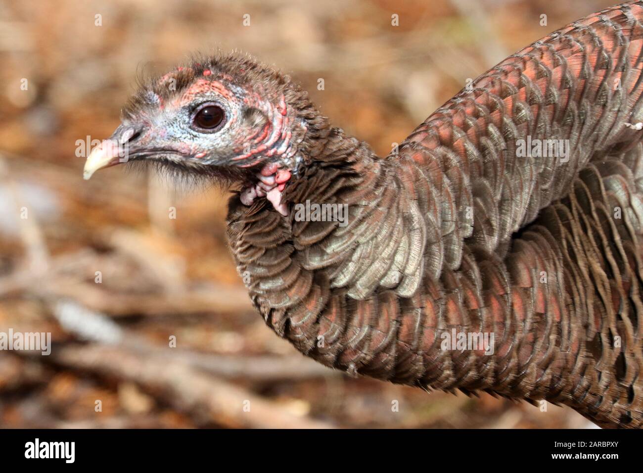 Wild Turkey hens in forest Stock Photo - Alamy