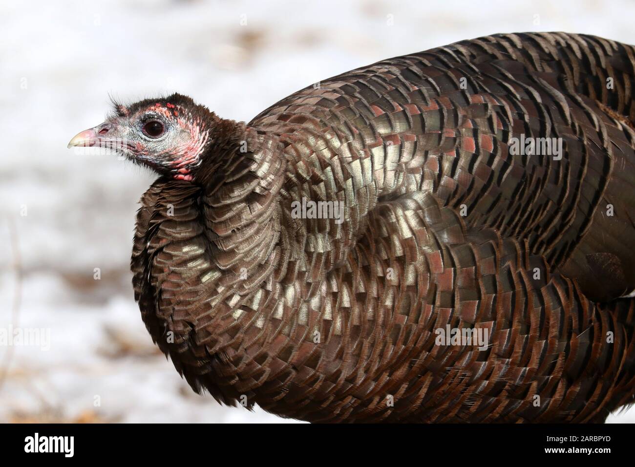 Wild Turkey hens in forest Stock Photo - Alamy