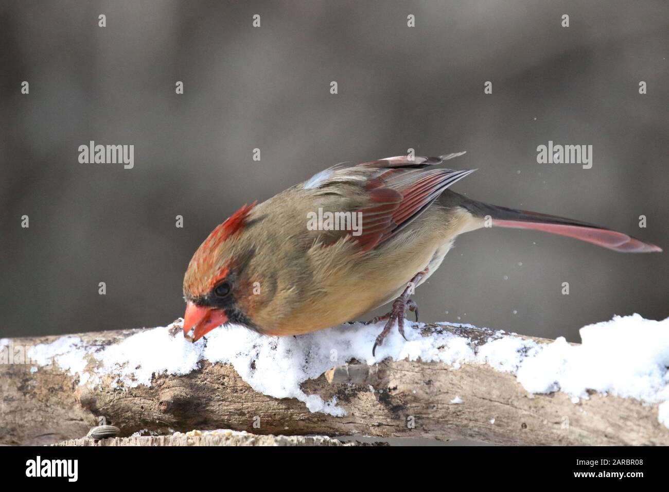 Conical beaks hi-res stock photography and images - Alamy