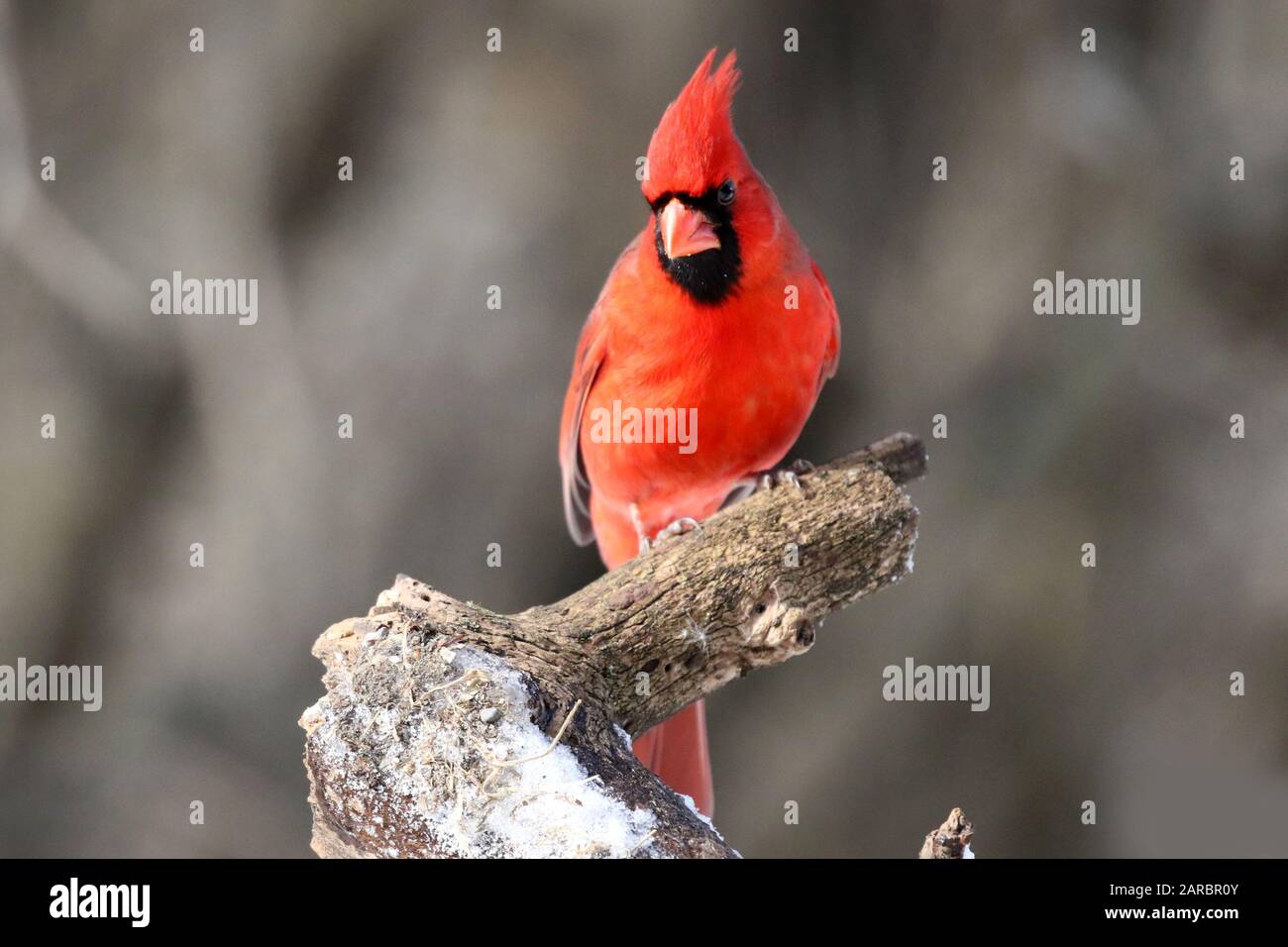 Conical beaks hi-res stock photography and images - Alamy