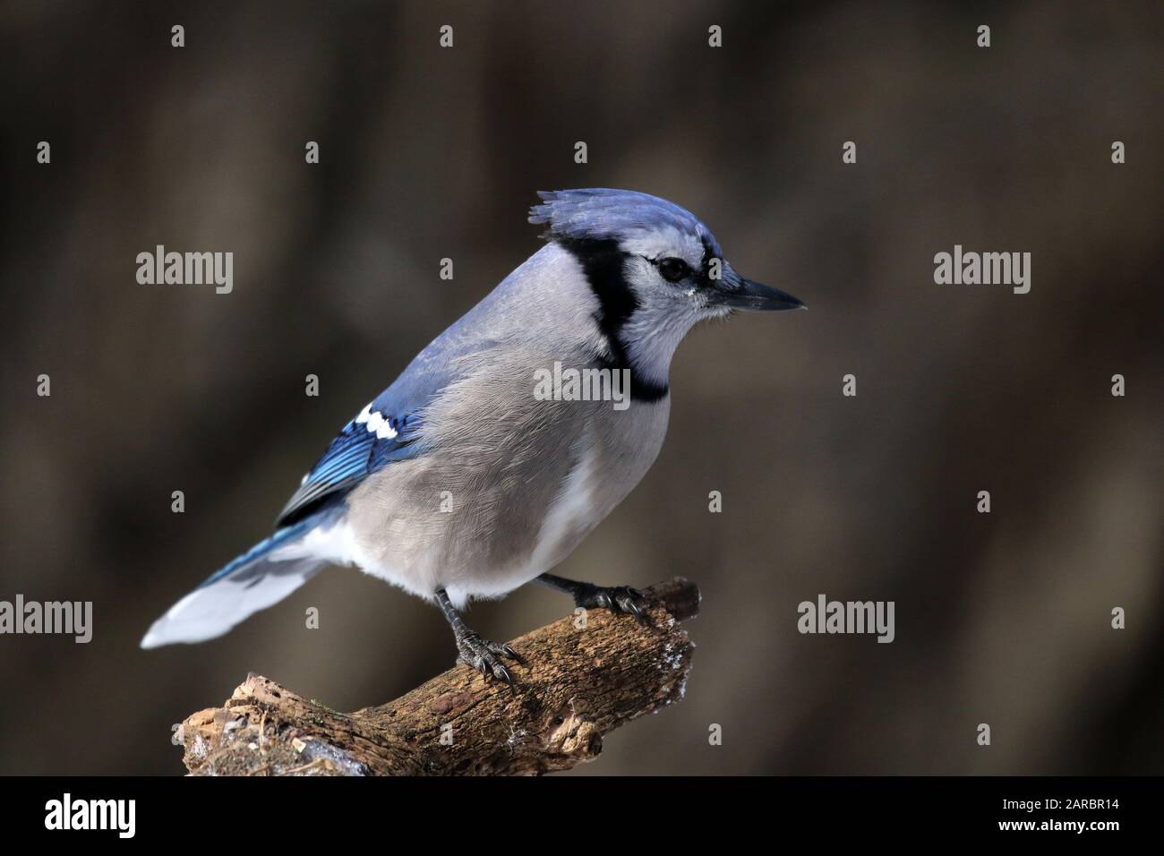 Conical beaks hi-res stock photography and images - Alamy
