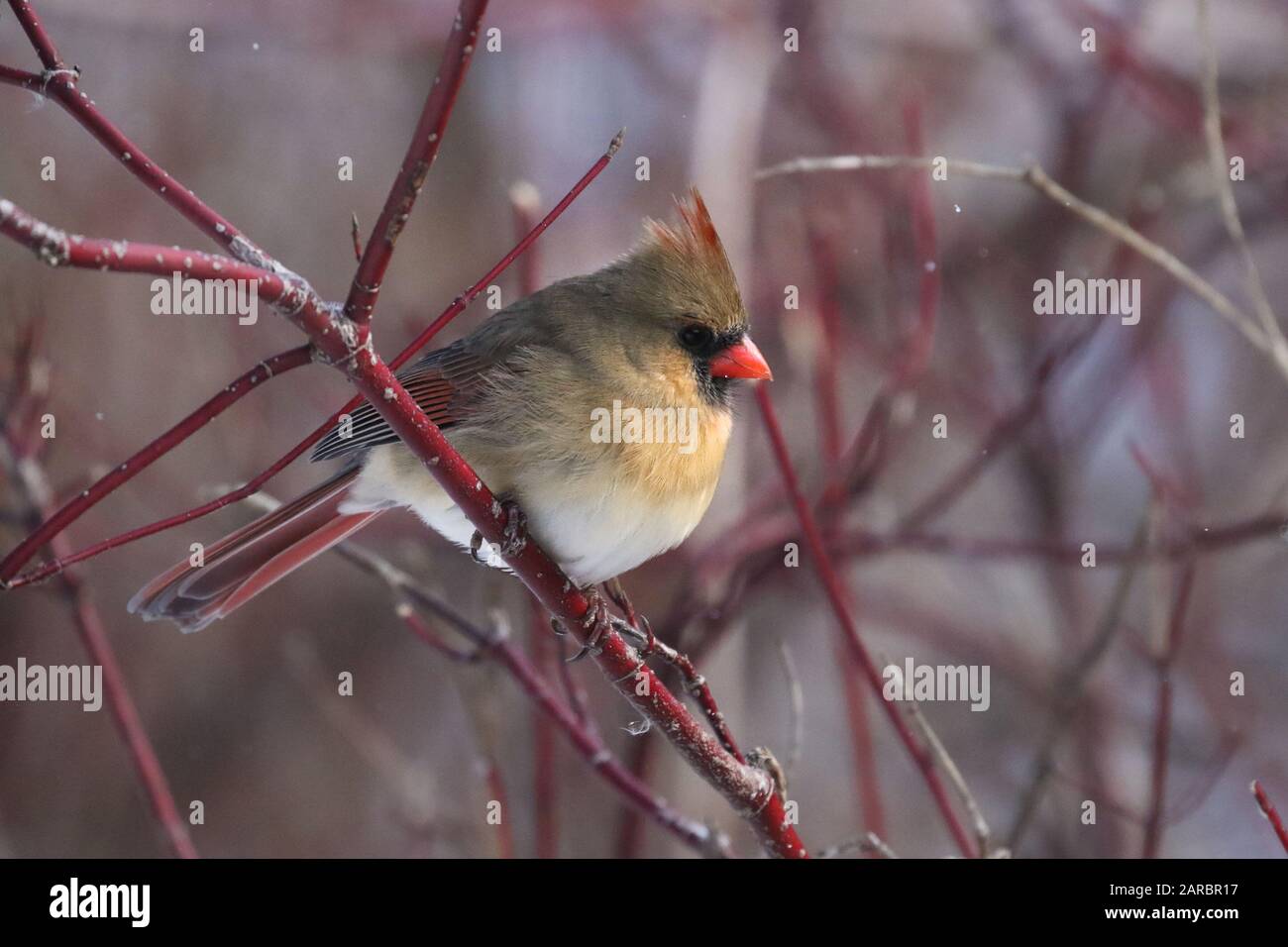 Conical beaks hi-res stock photography and images - Alamy