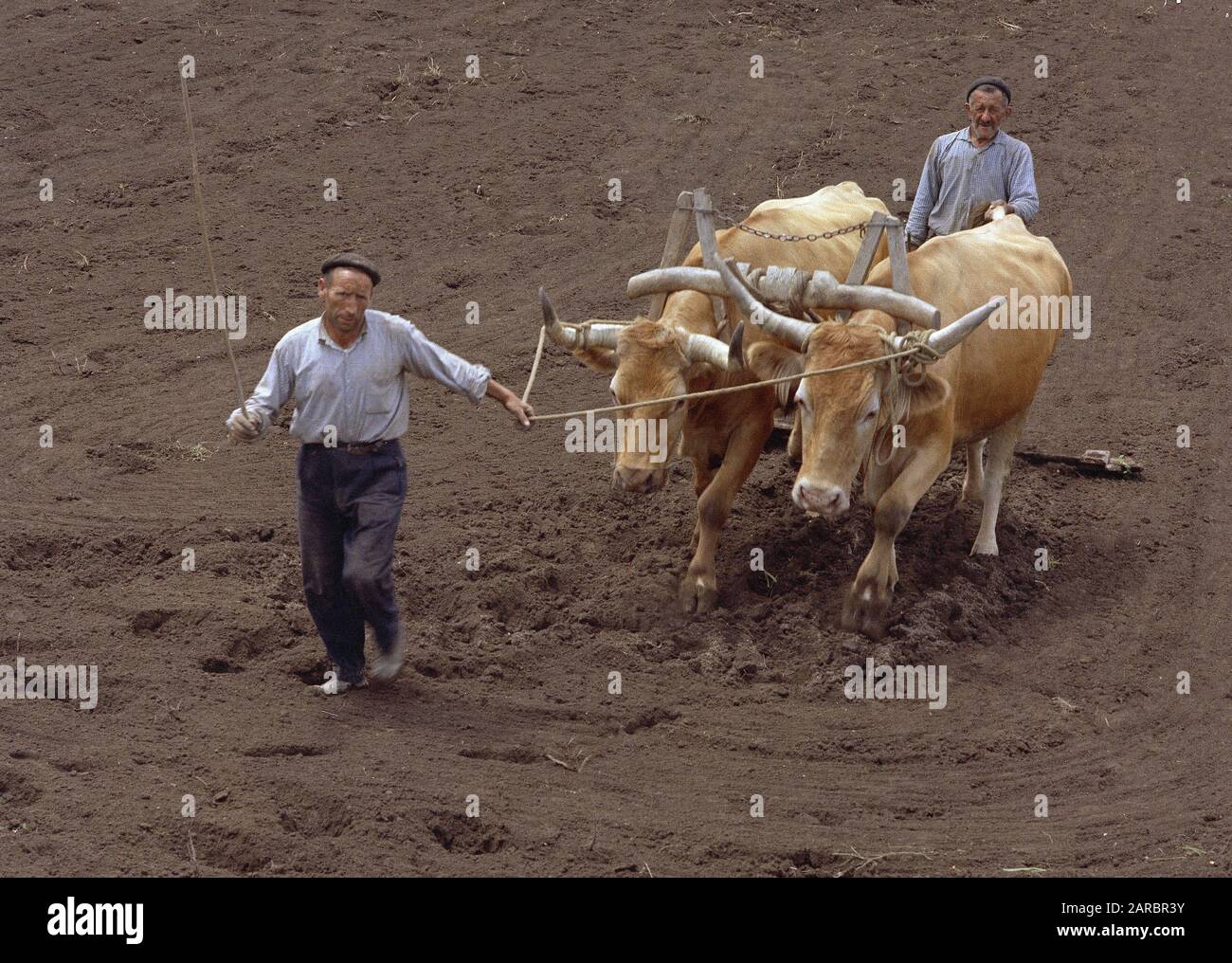 Yunta de bueyes hi-res stock photography and images - Alamy