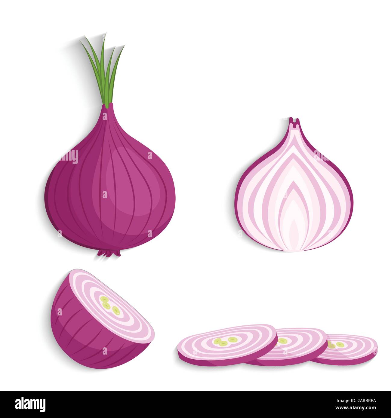 Onions. Shallots onions half, slice and whole, vector illustration ...