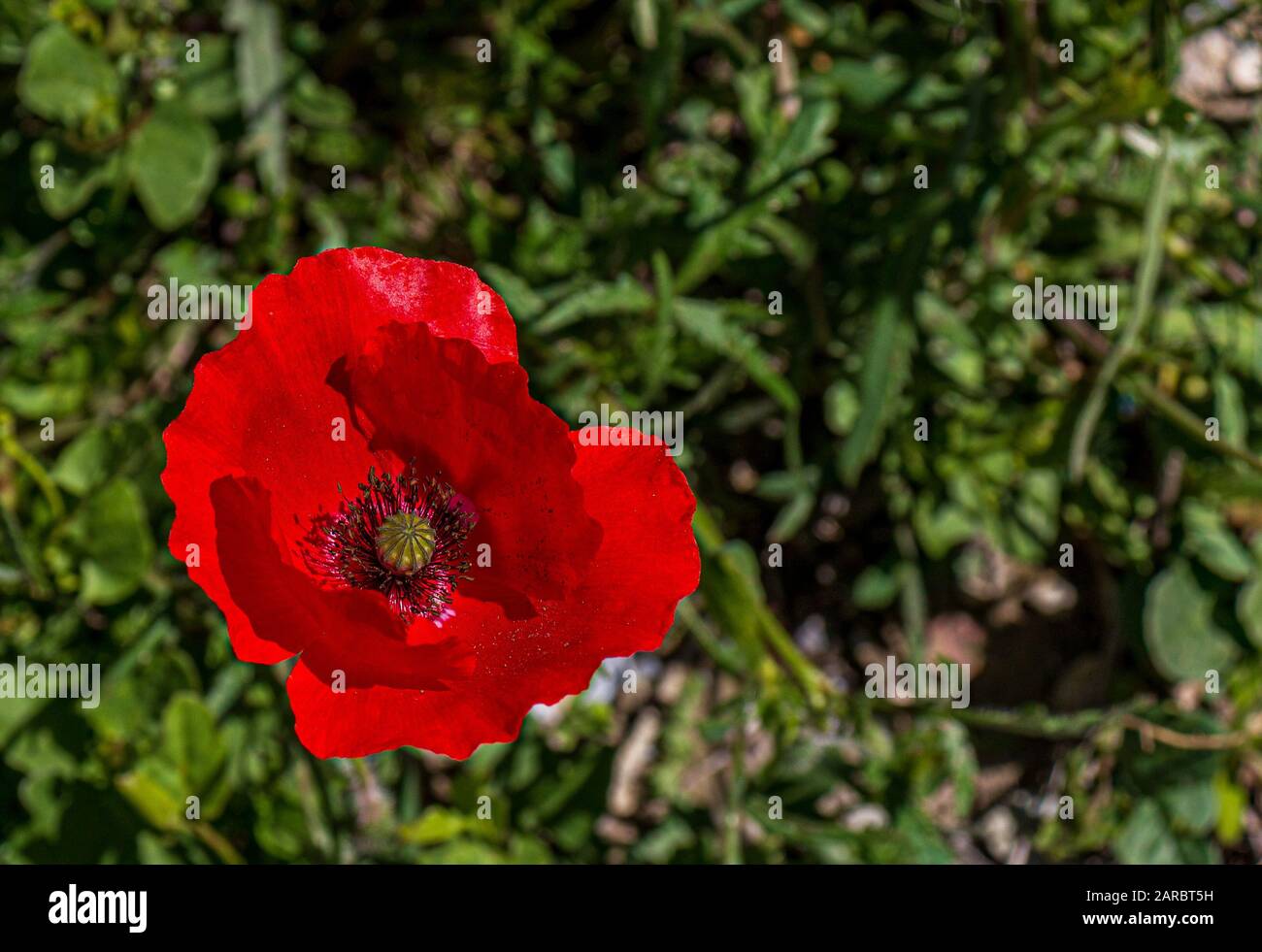 Papaver rhoeas, Red Poppy in Flower Stock Photo - Alamy