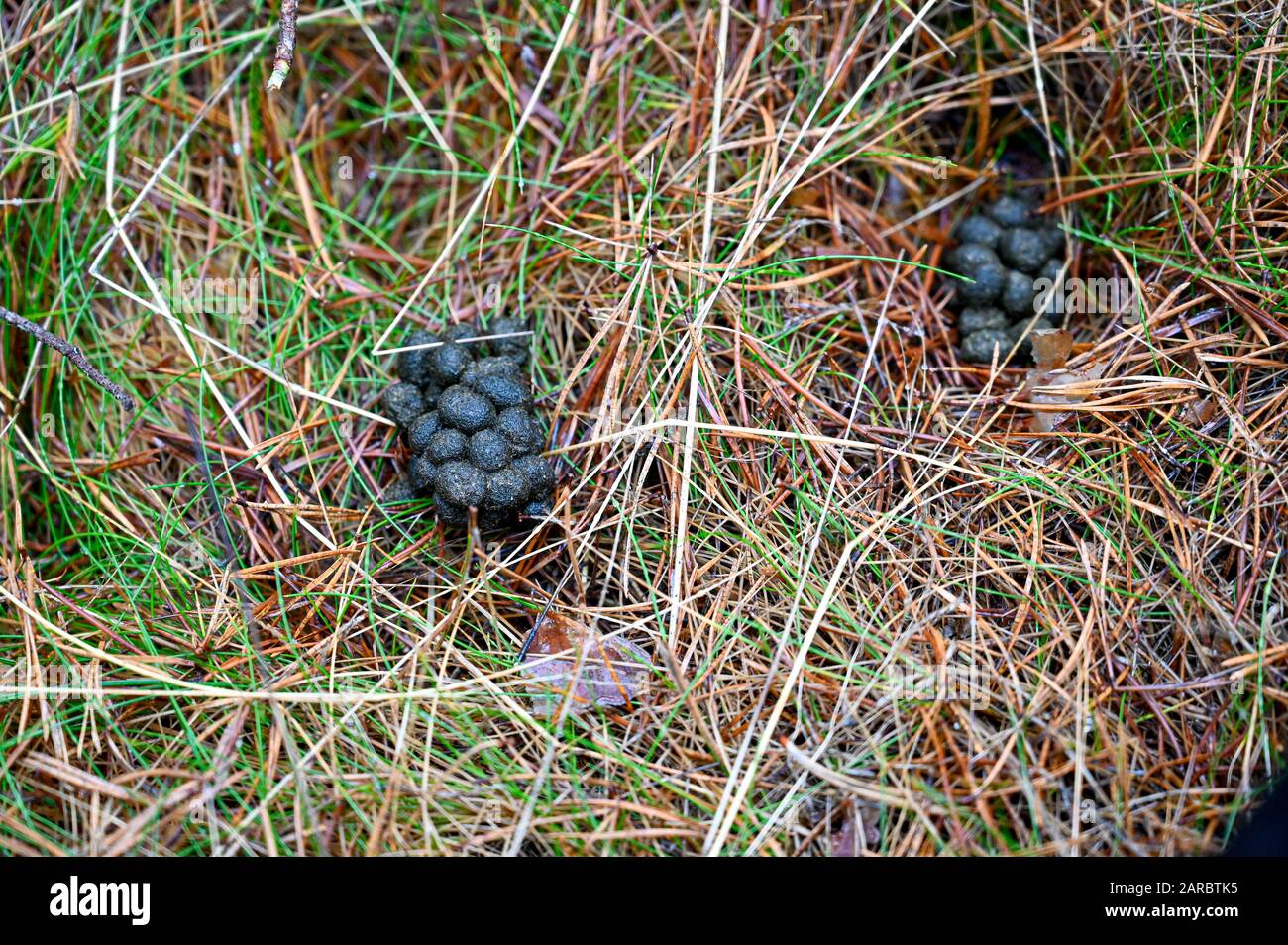 poop from a dear in a swedish forest Stock Photo - Alamy