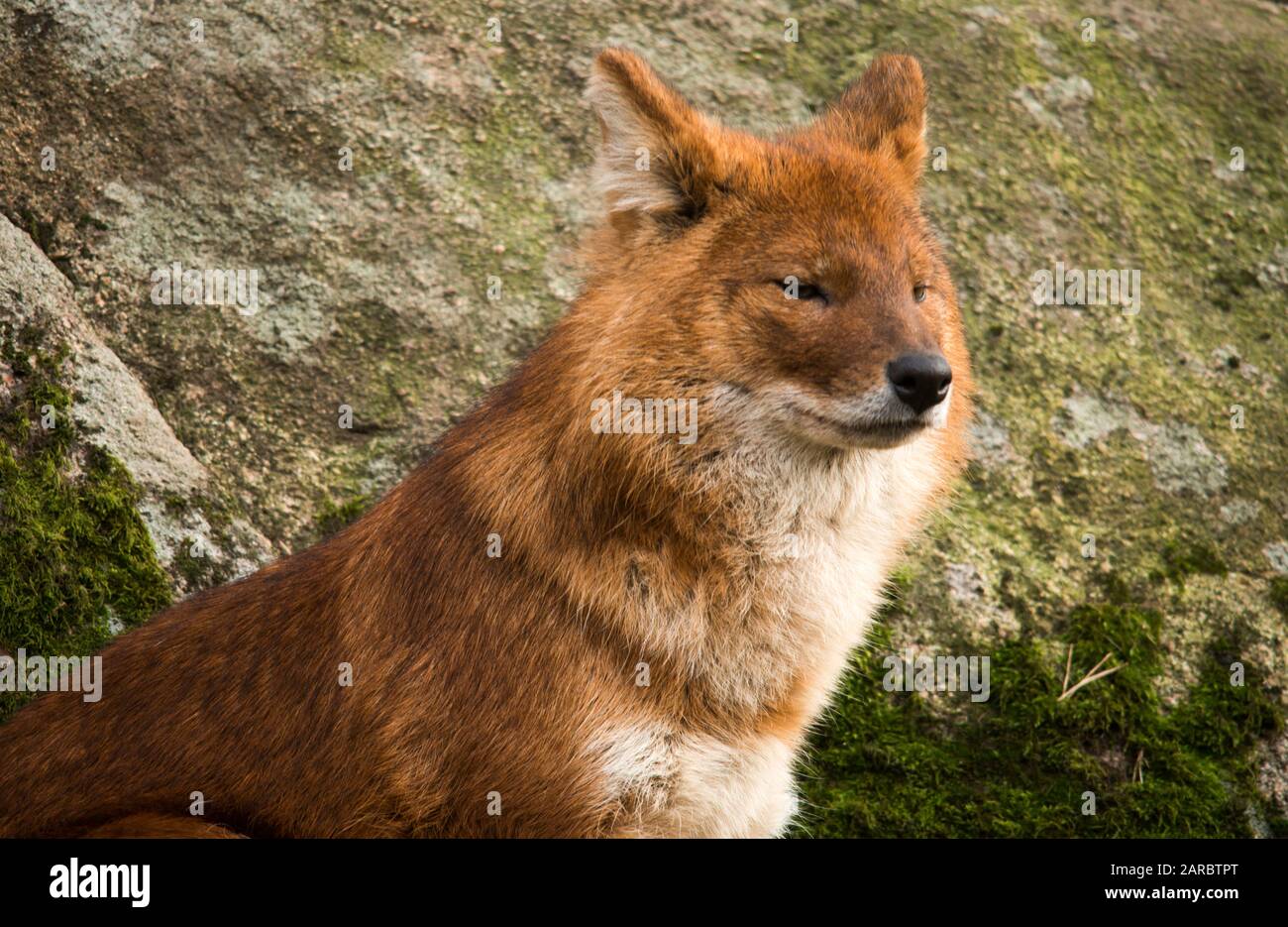 Asia canid hi-res stock photography and images - Alamy