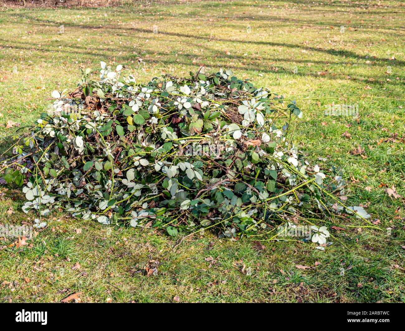 Tree hedge pruning waste hi-res stock photography and images - Alamy