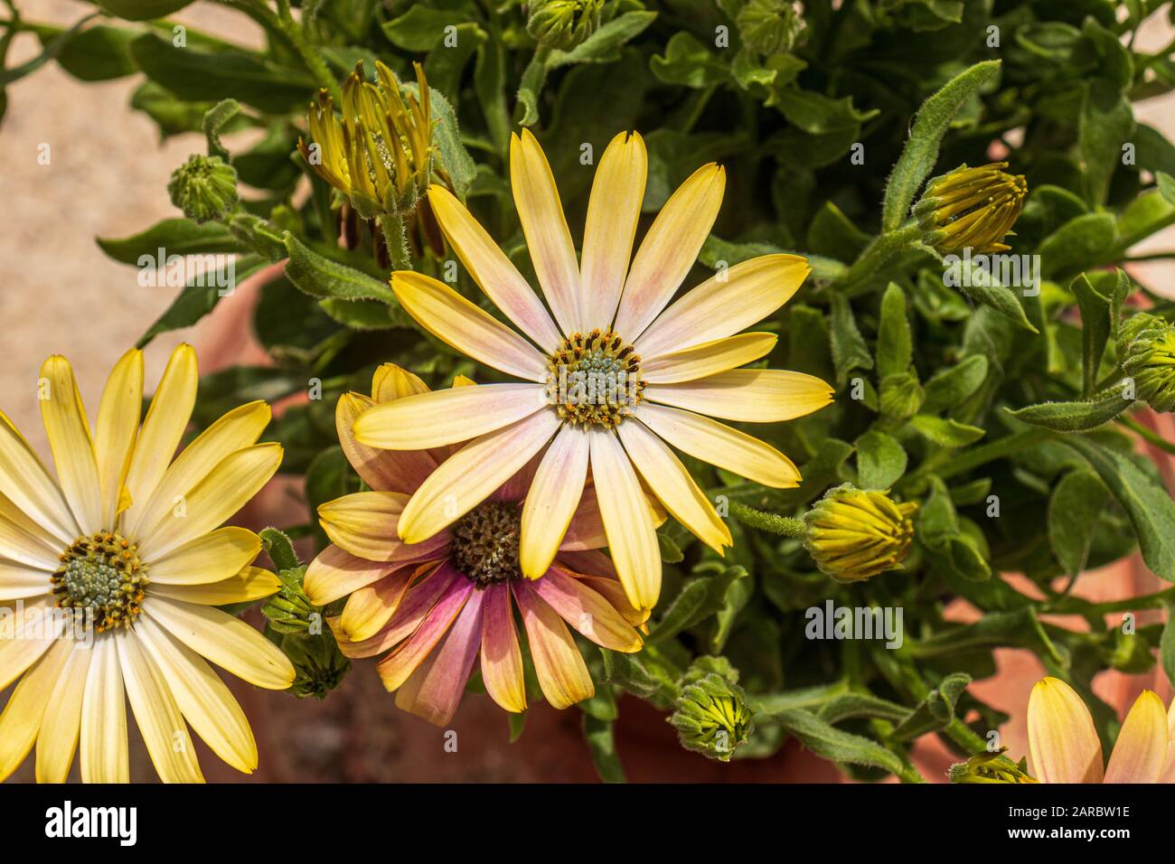 Dimorphotheca, South African daisy Flower Stock Photo - Alamy